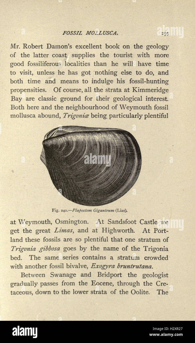 This guide provides an overview of common British fossils, their ...