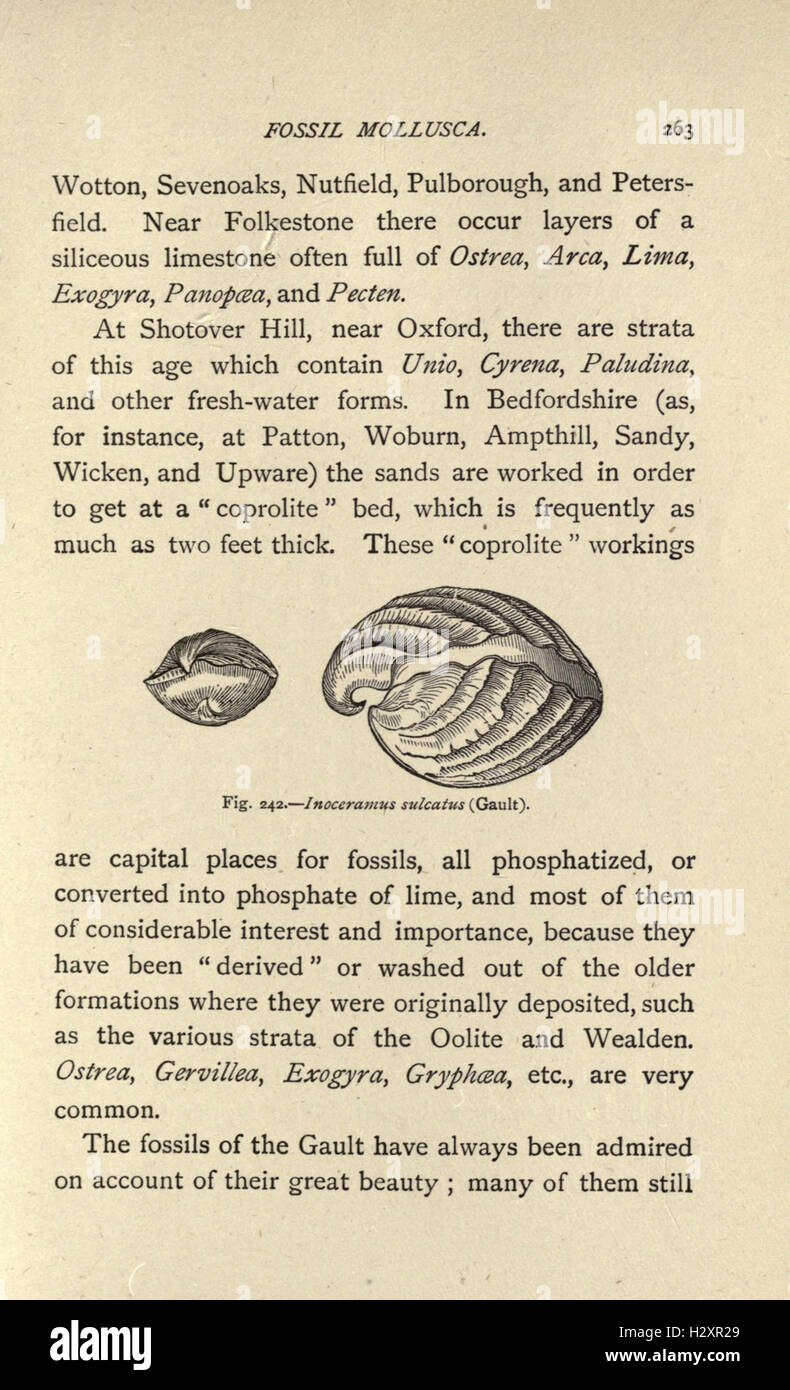 A guide to common British fossils, detailing their identification and ...