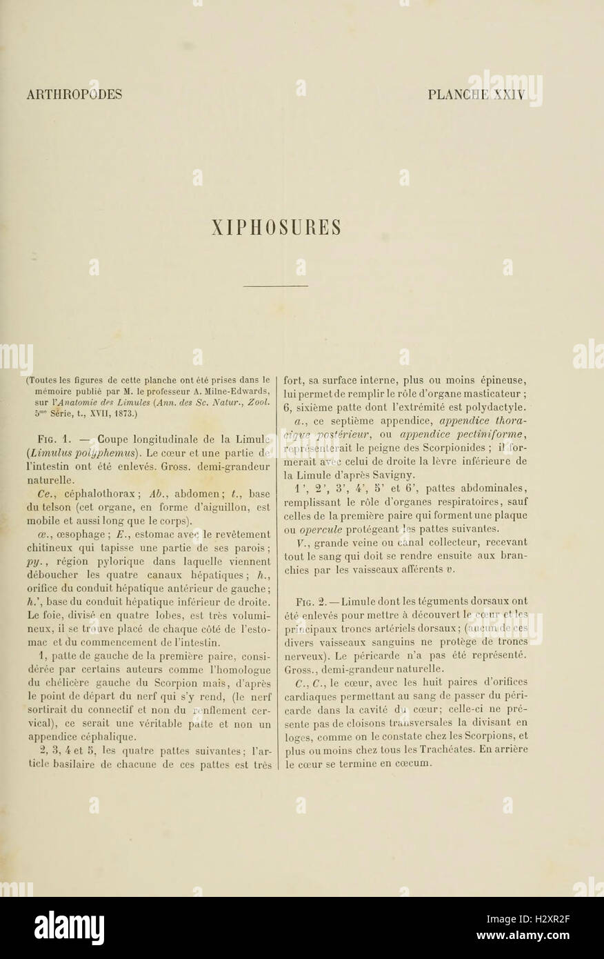 An anatomical atlas detailing the comparative anatomy of invertebrates ...