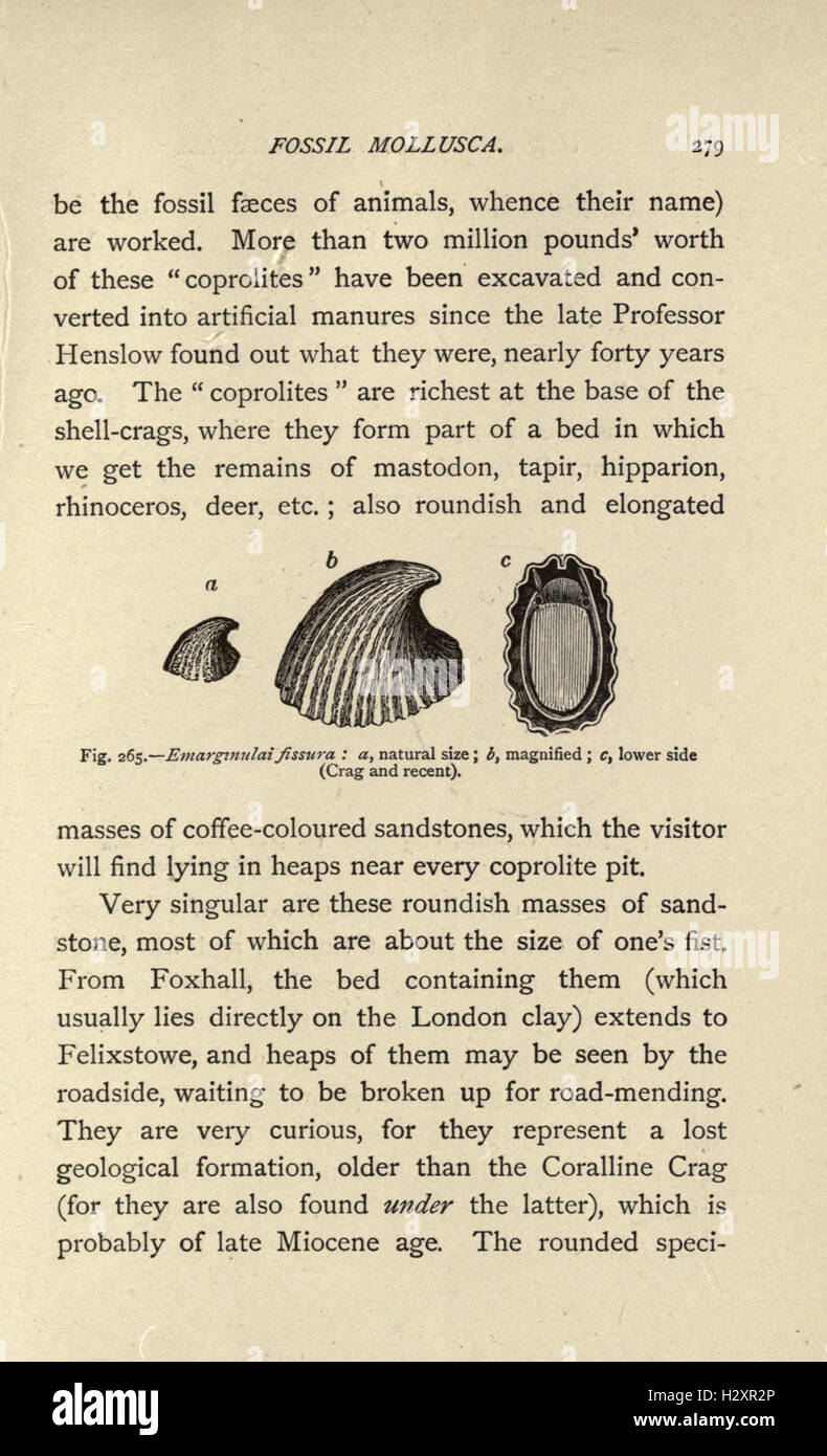 This guide offers a detailed look at common British fossils and their ...