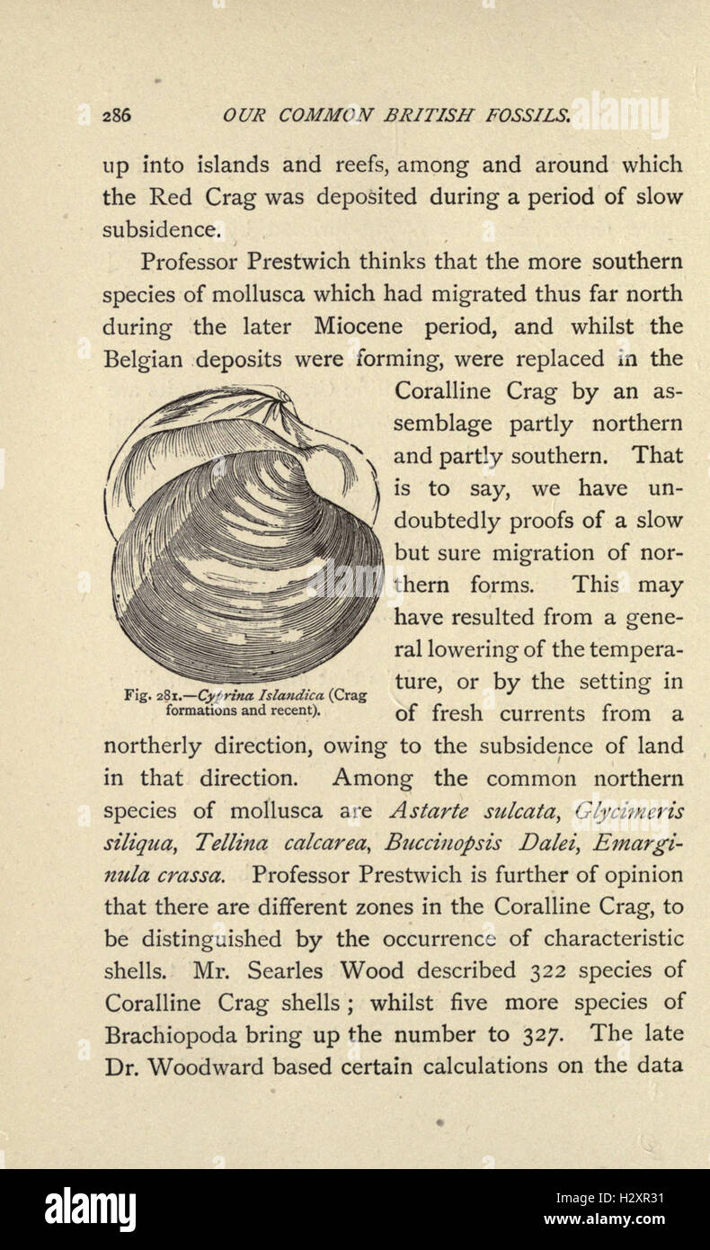 This guide explores common British fossils, providing detailed ...