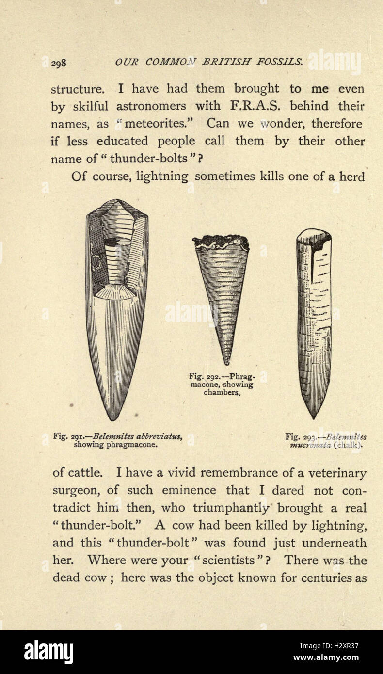 This guide explores common British fossils, providing details on their ...