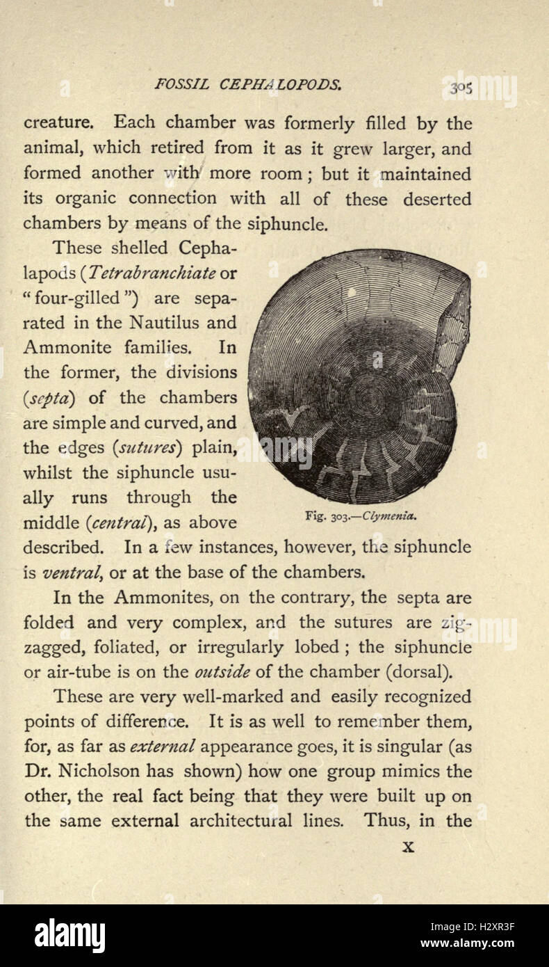 Our common British fossils, and where to find them (Page 305) BHL209 ...