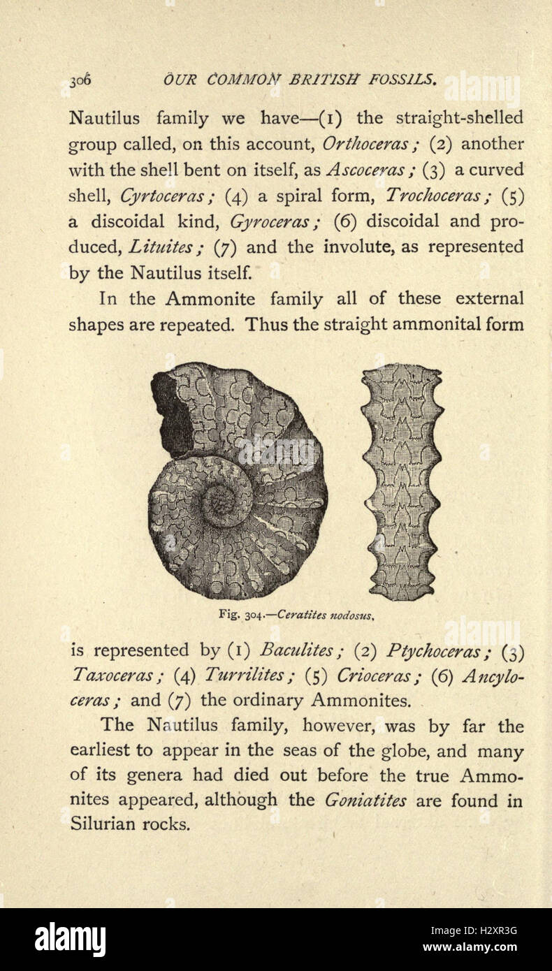 Our common British fossils, and where to find them (Page 306) BHL209 ...