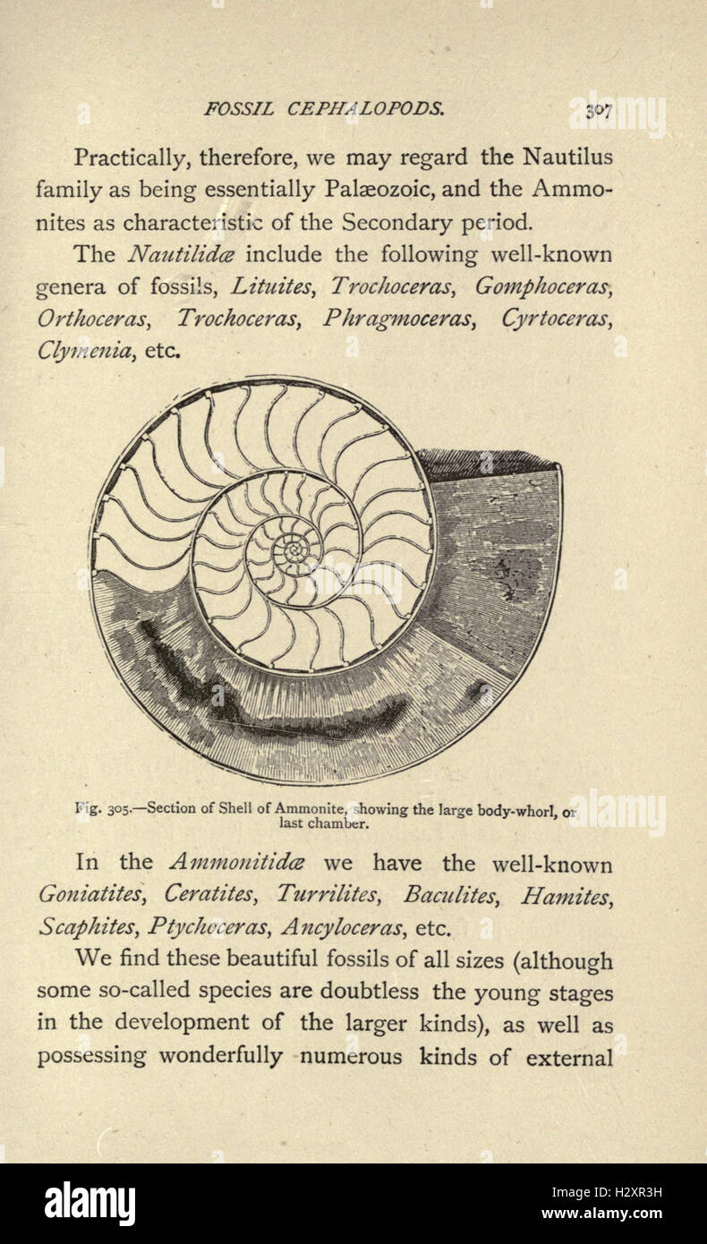 This guide explores common British fossils, providing valuable ...