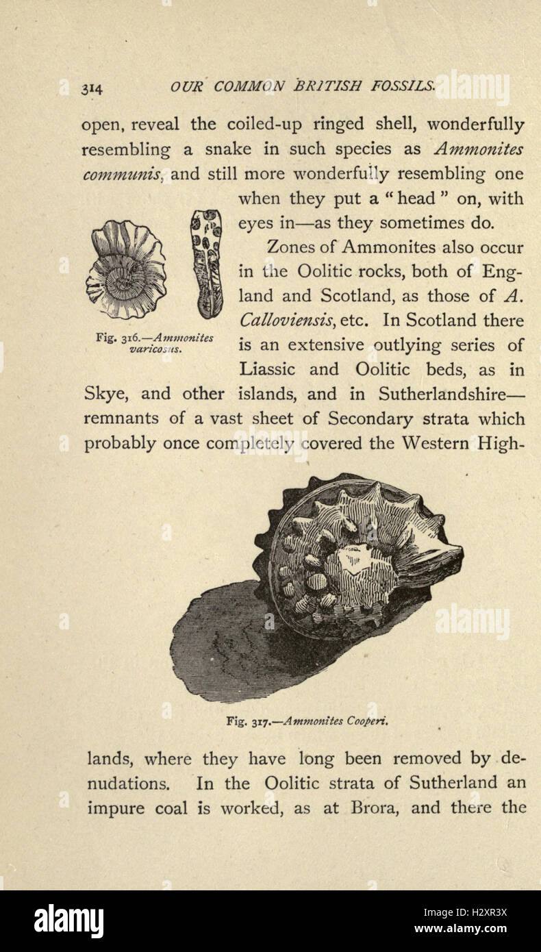 An overview of common British fossils and their locations, providing a ...