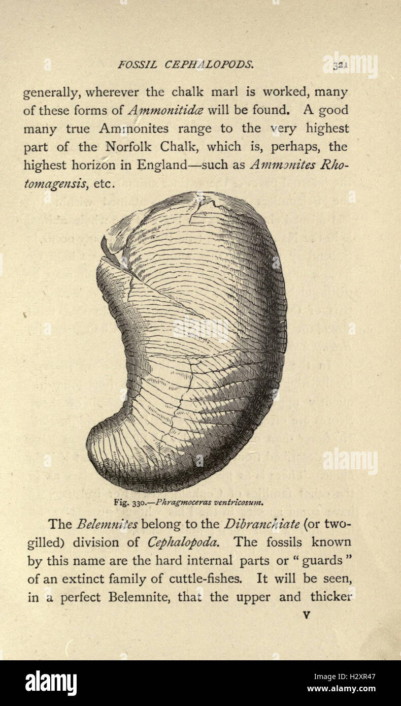 This guide offers detailed information on common British fossils ...