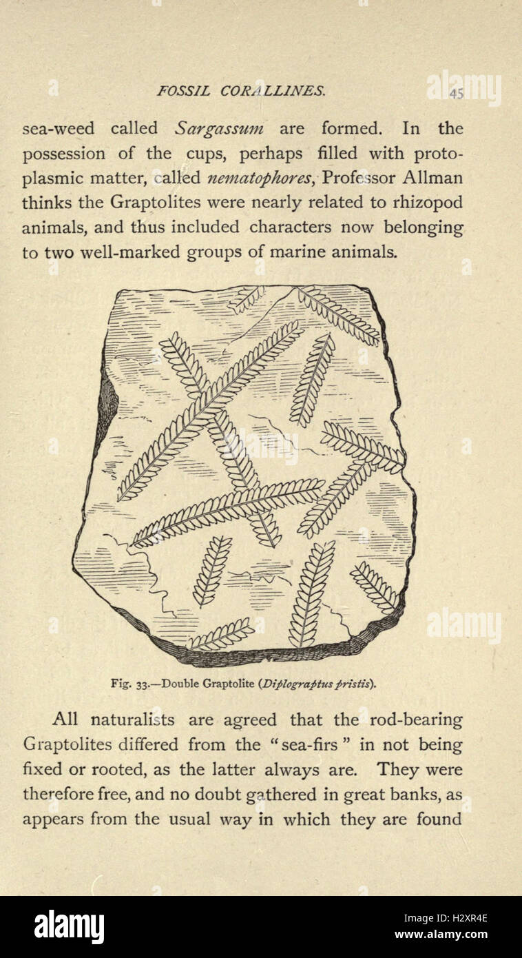 This page outlines common British fossils, providing guidance on where ...