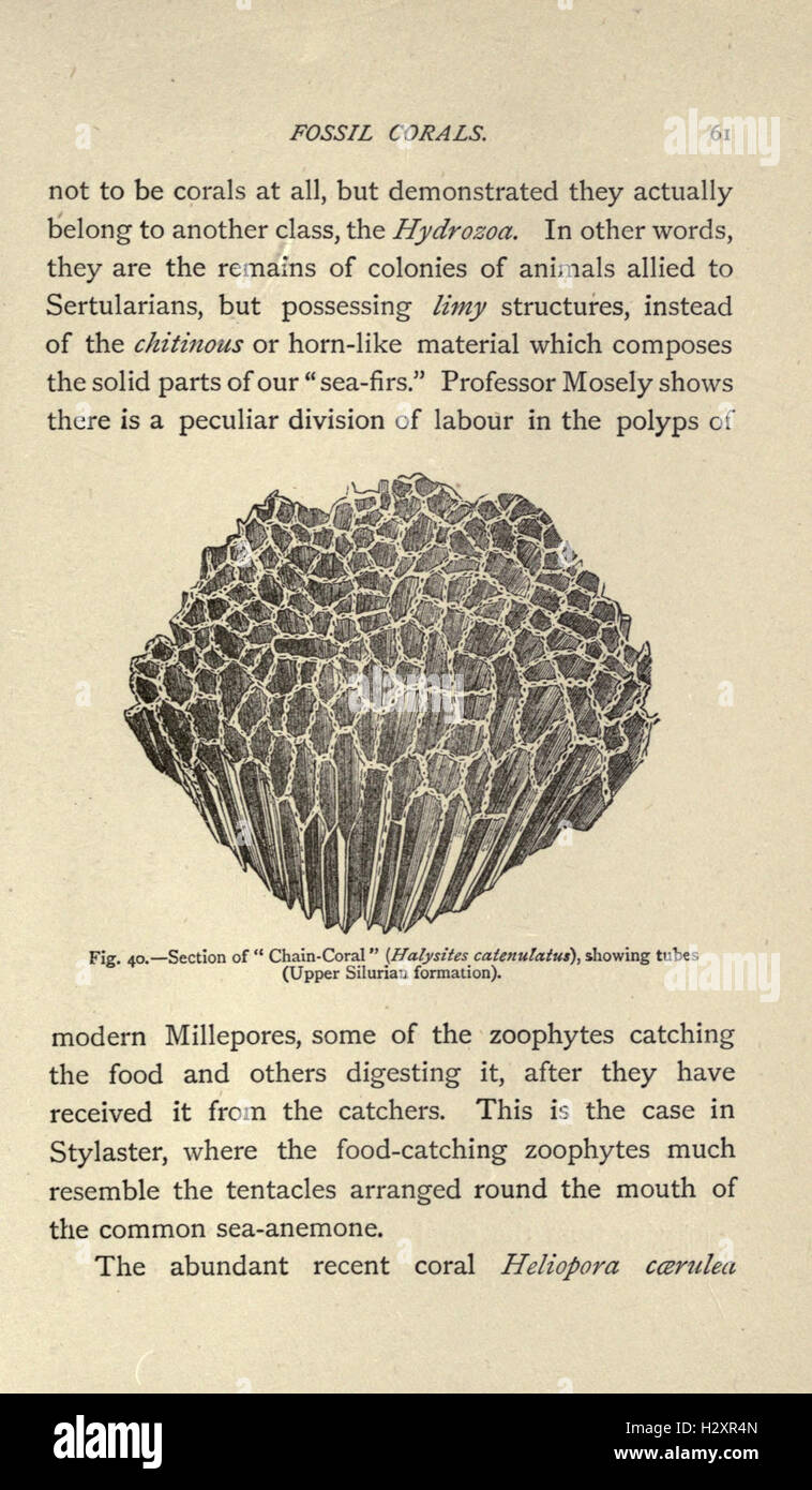 This title discusses common British fossils and their locations ...