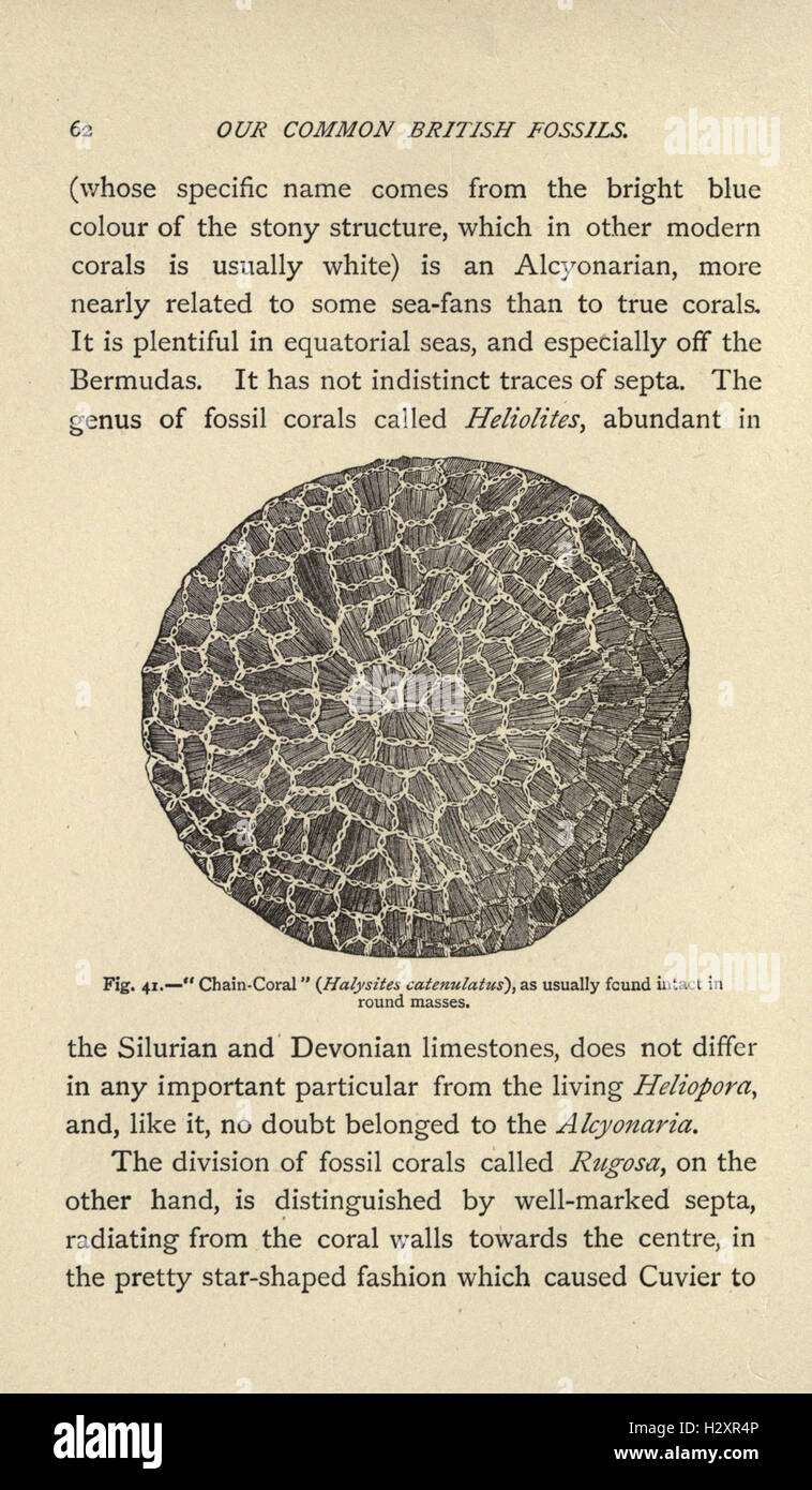 This book identifies common British fossils and their locations ...