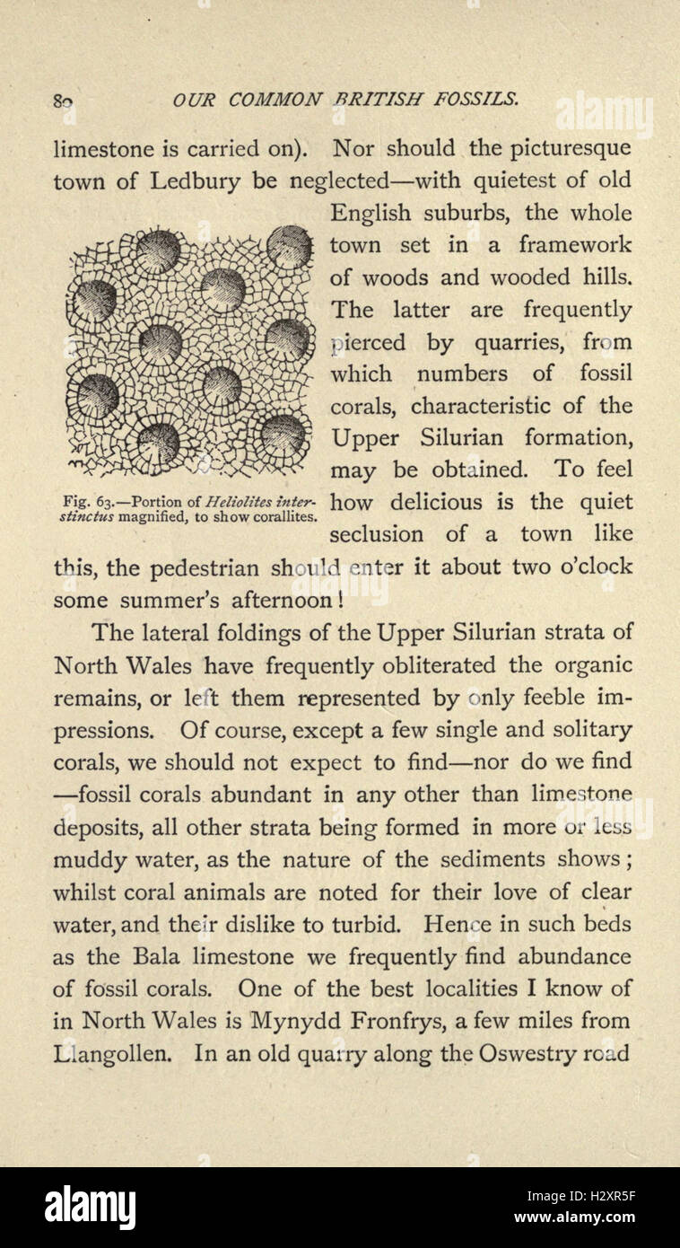 This book provides a comprehensive guide to common British fossils ...