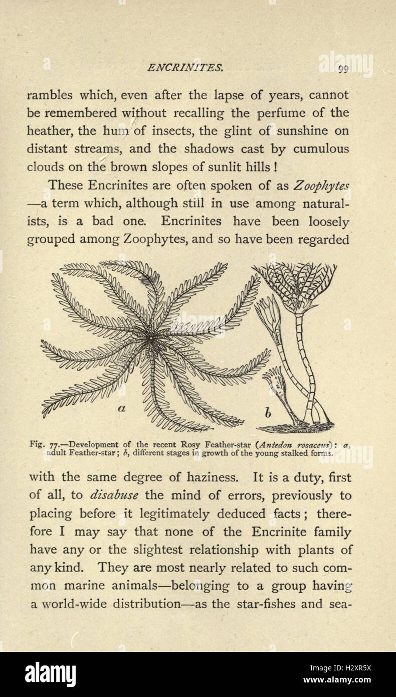 A guide to identifying common British fossils and their locations ...