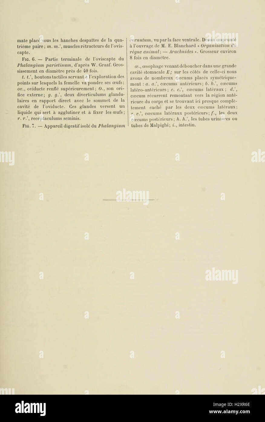 An atlas detailing the comparative anatomy of invertebrates, focusing ...