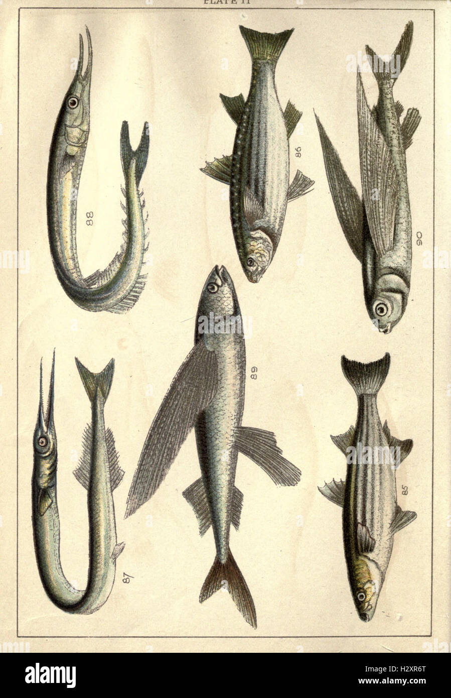 Our country's fishes and how to know them (Plate 11) BHL209 Stock Photo ...