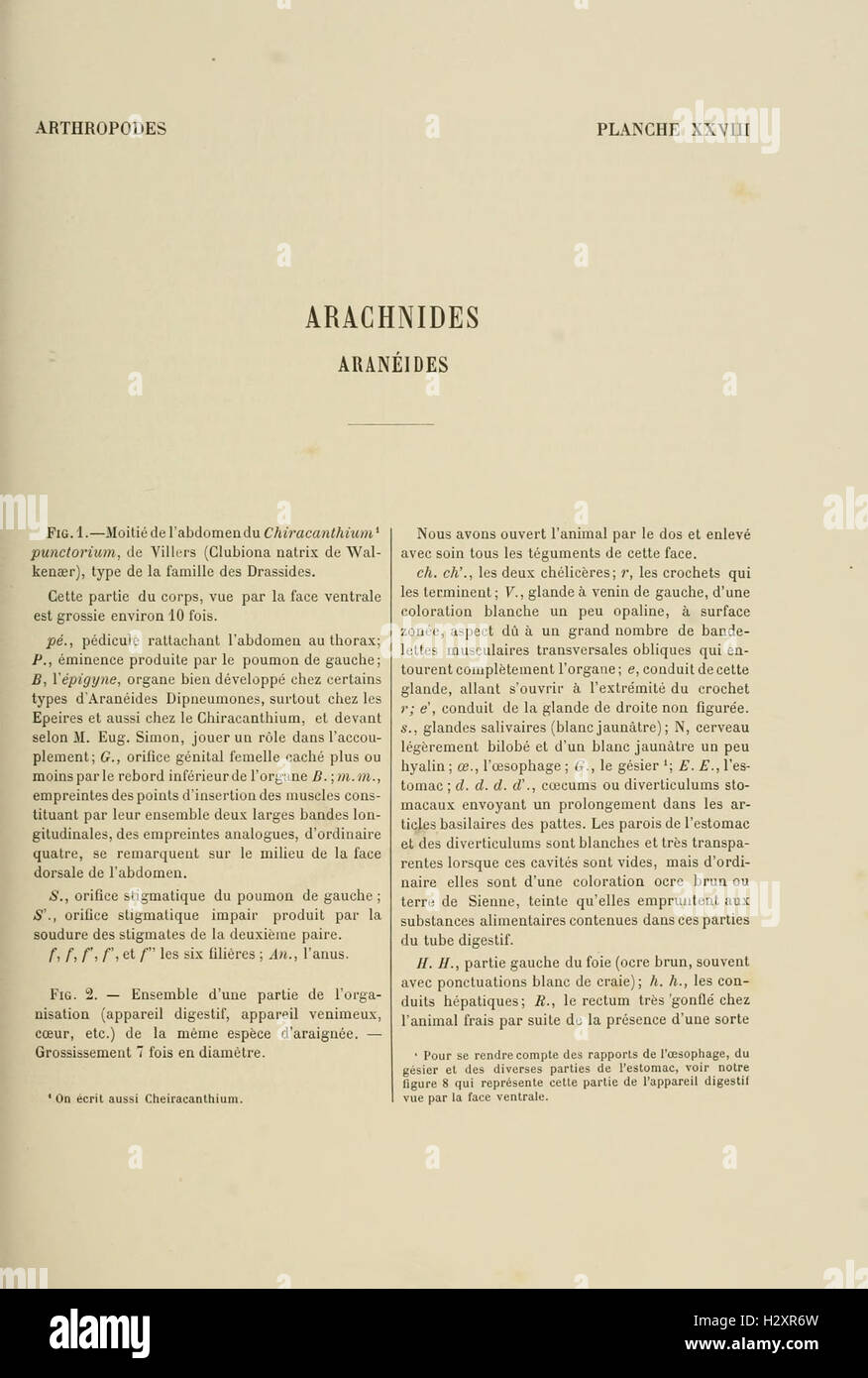 A detailed anatomical illustration of invertebrates from the ...