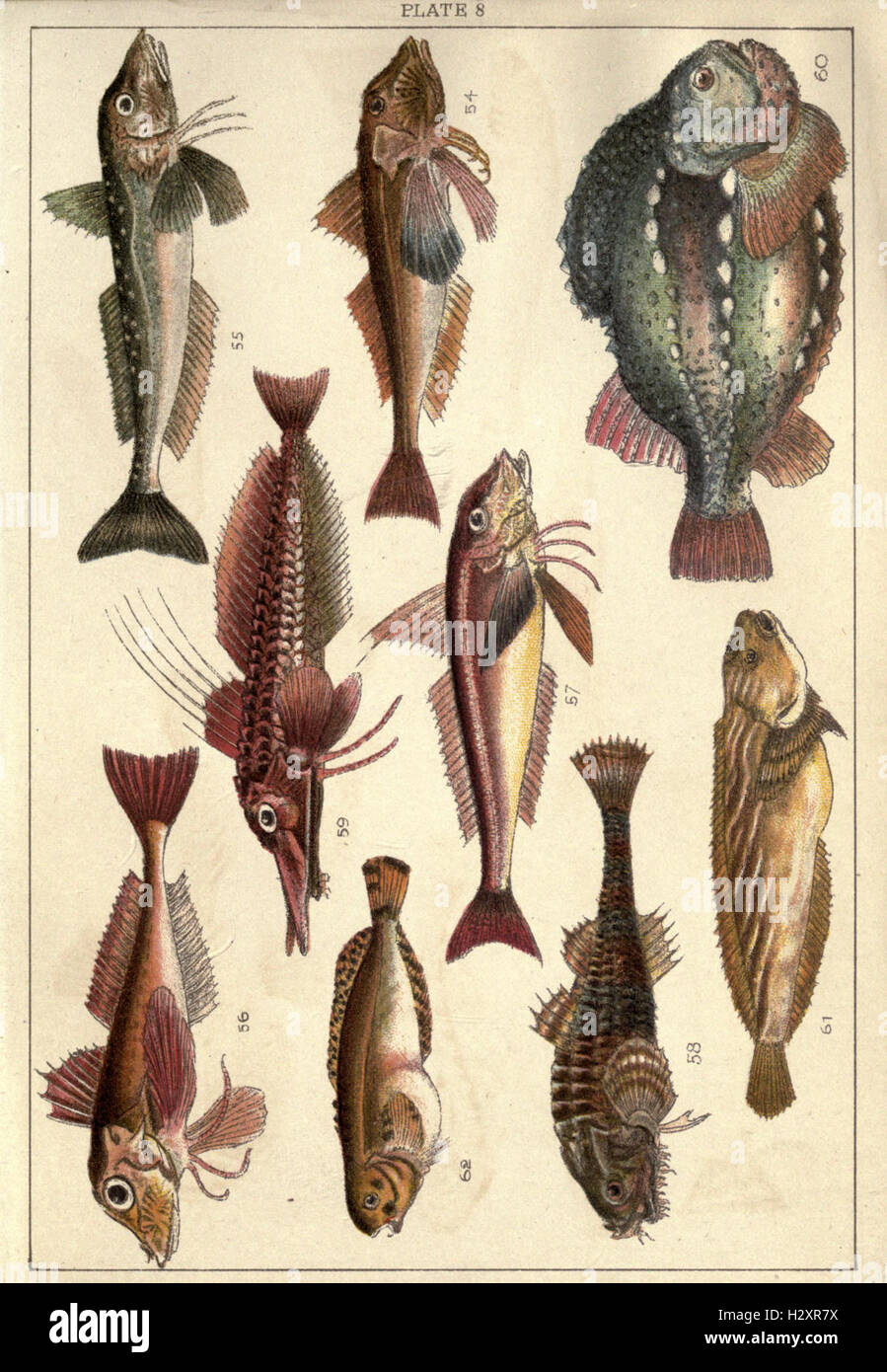This work offers an educational guide on identifying various fish ...