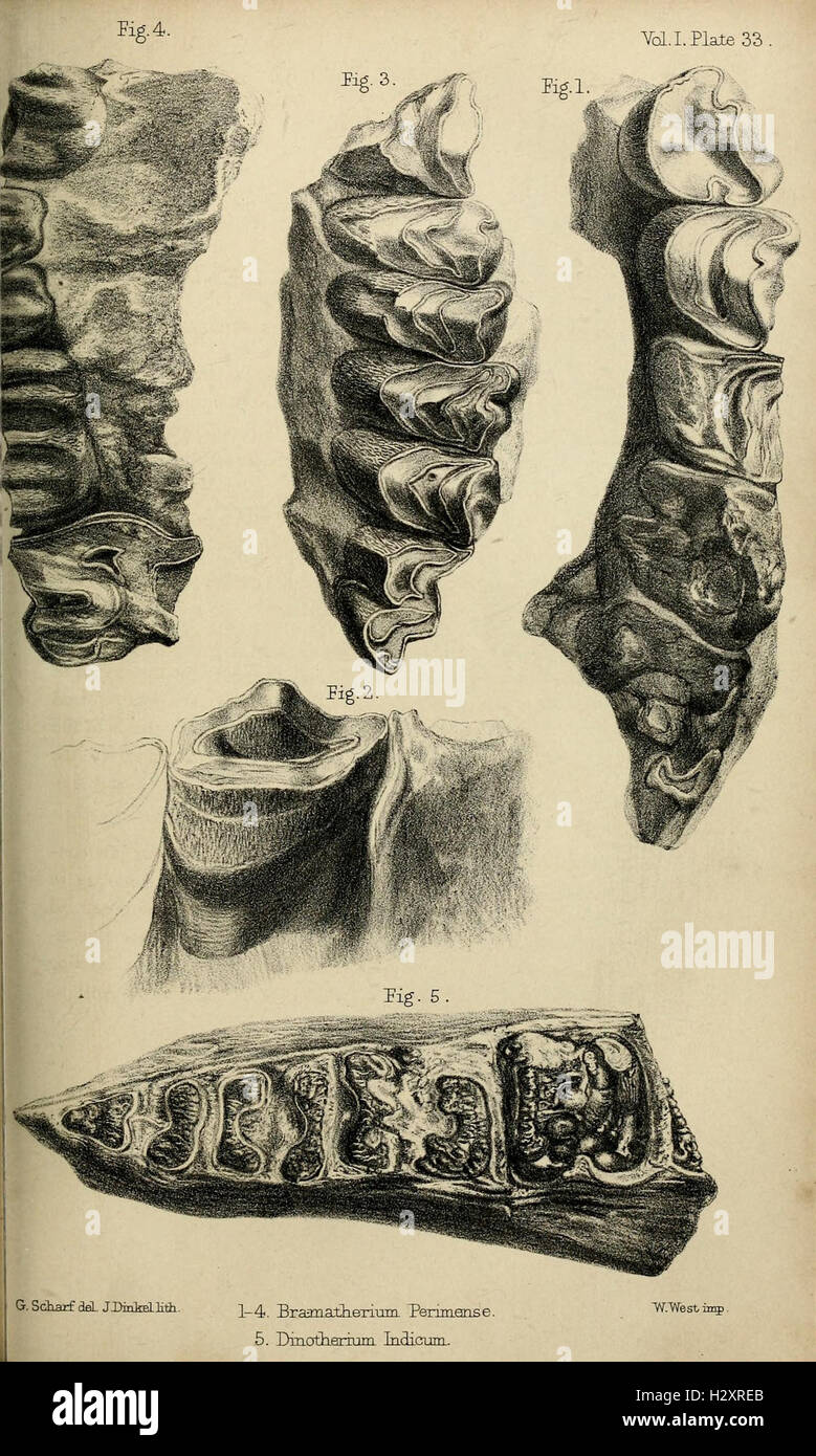 Map of falconer hi-res stock photography and images - Alamy