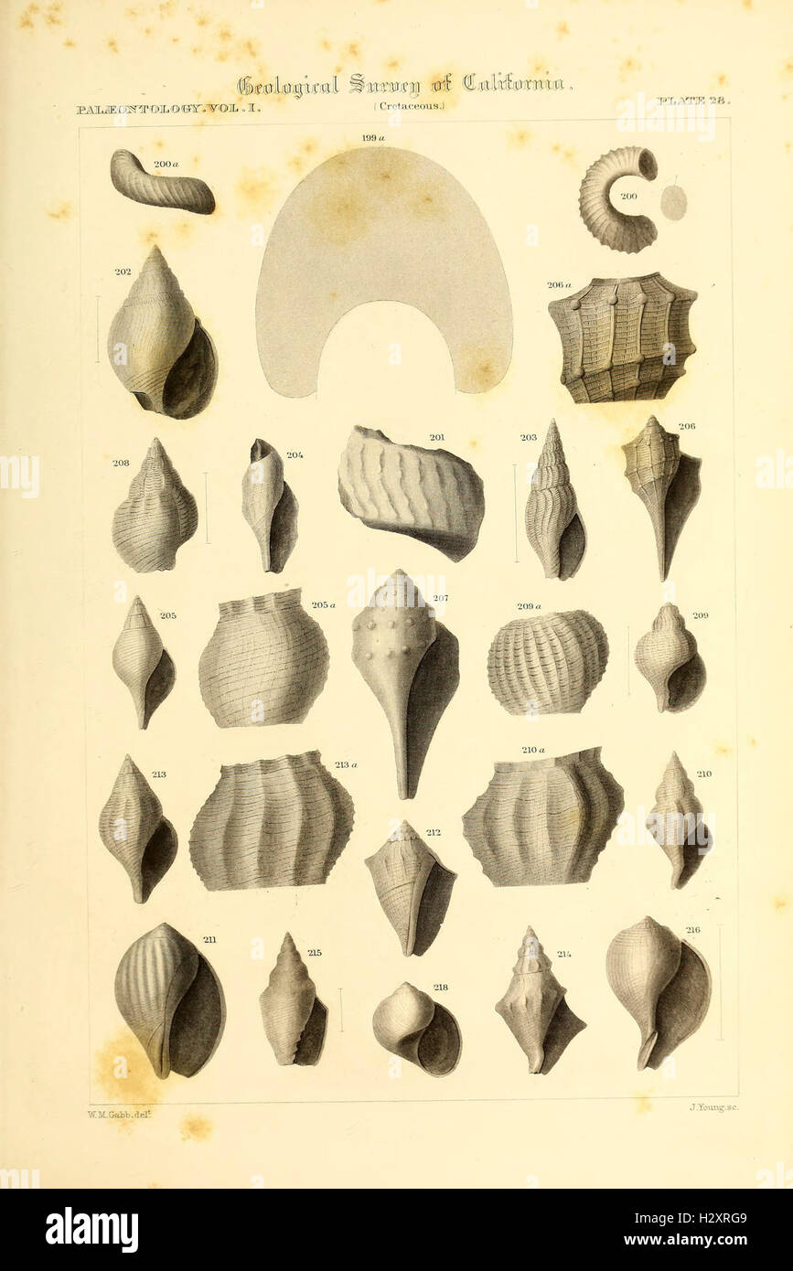 A study of paleontology, examining fossils, ancient life forms, and the ...