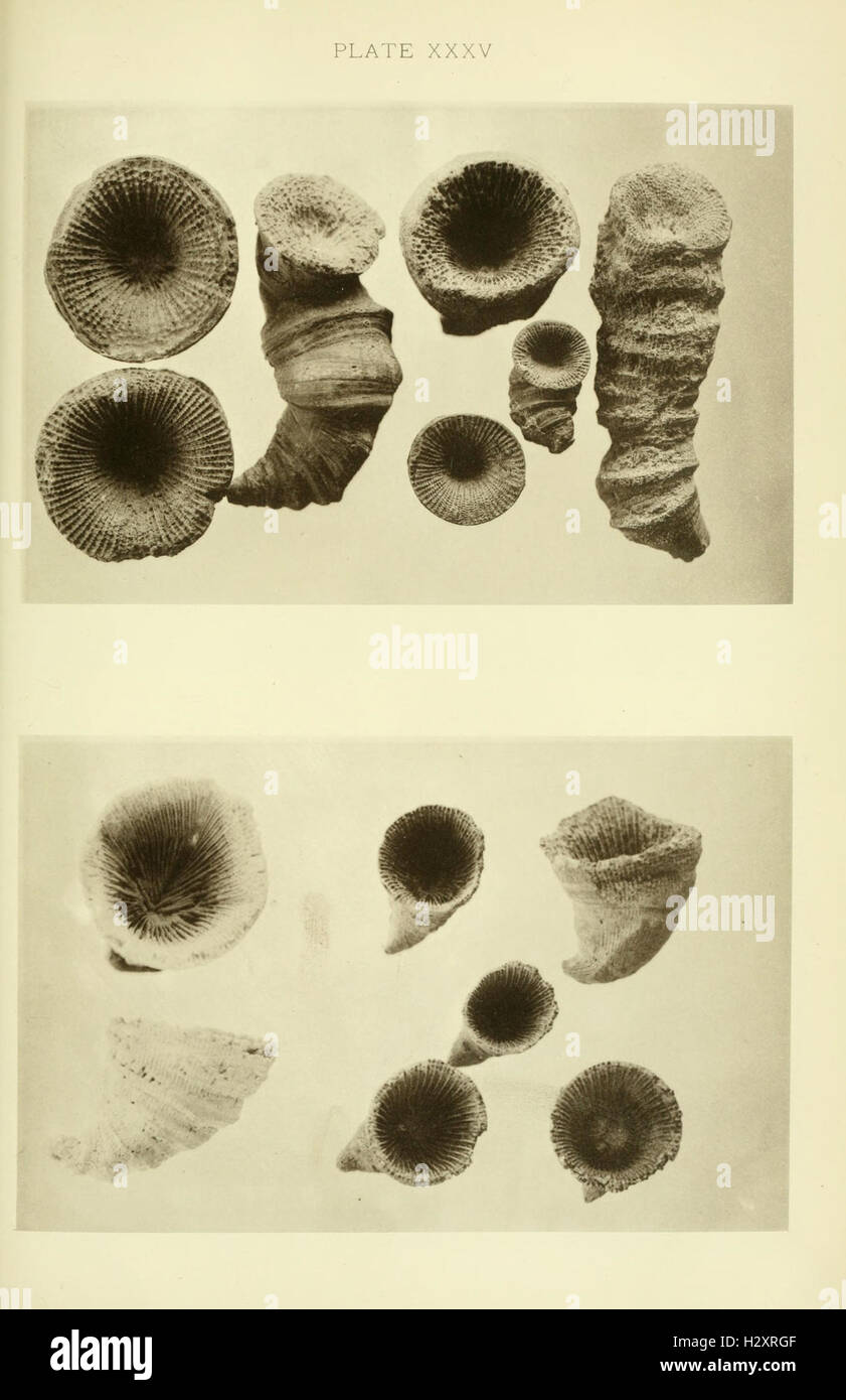 This work presents fossilized corals, offering insights into their ...