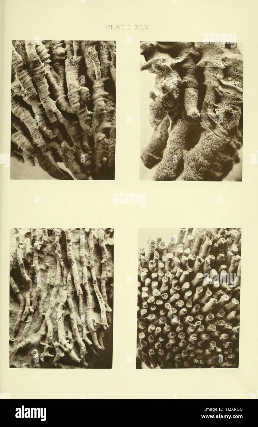 This page discusses fossil corals in the context of paleontology ...