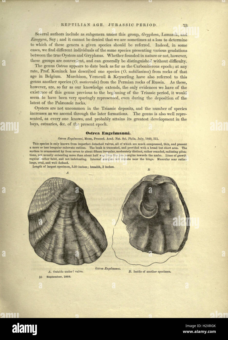 This study examines the paleontological findings from the Upper ...