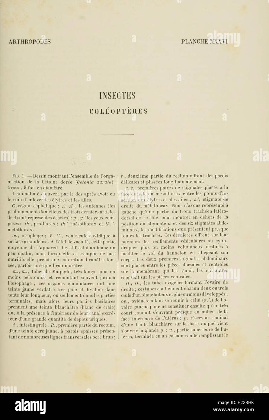 This atlas provides detailed comparative anatomical studies of ...