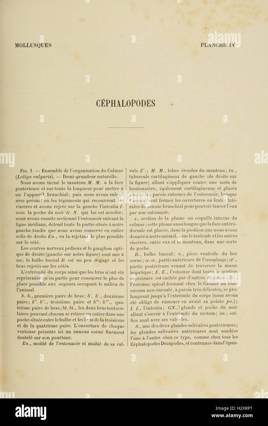 This plate from the Atlas of Comparative Anatomy of Invertebrates ...