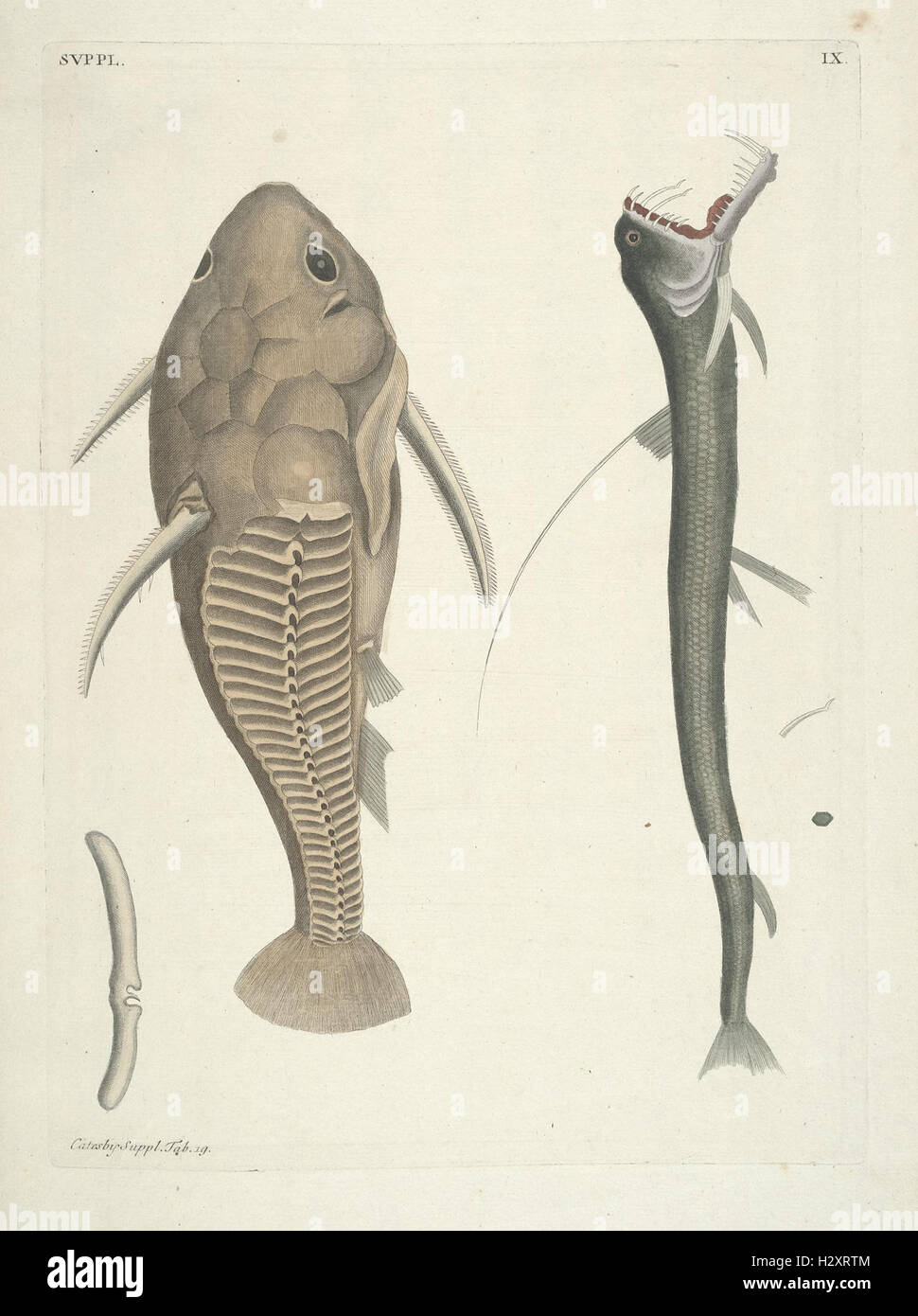This work includes illustrations of various animals, including fish ...