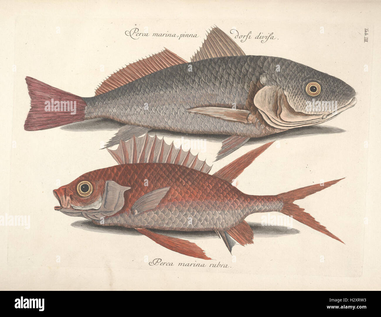 This illustration plate features various species, including fish ...