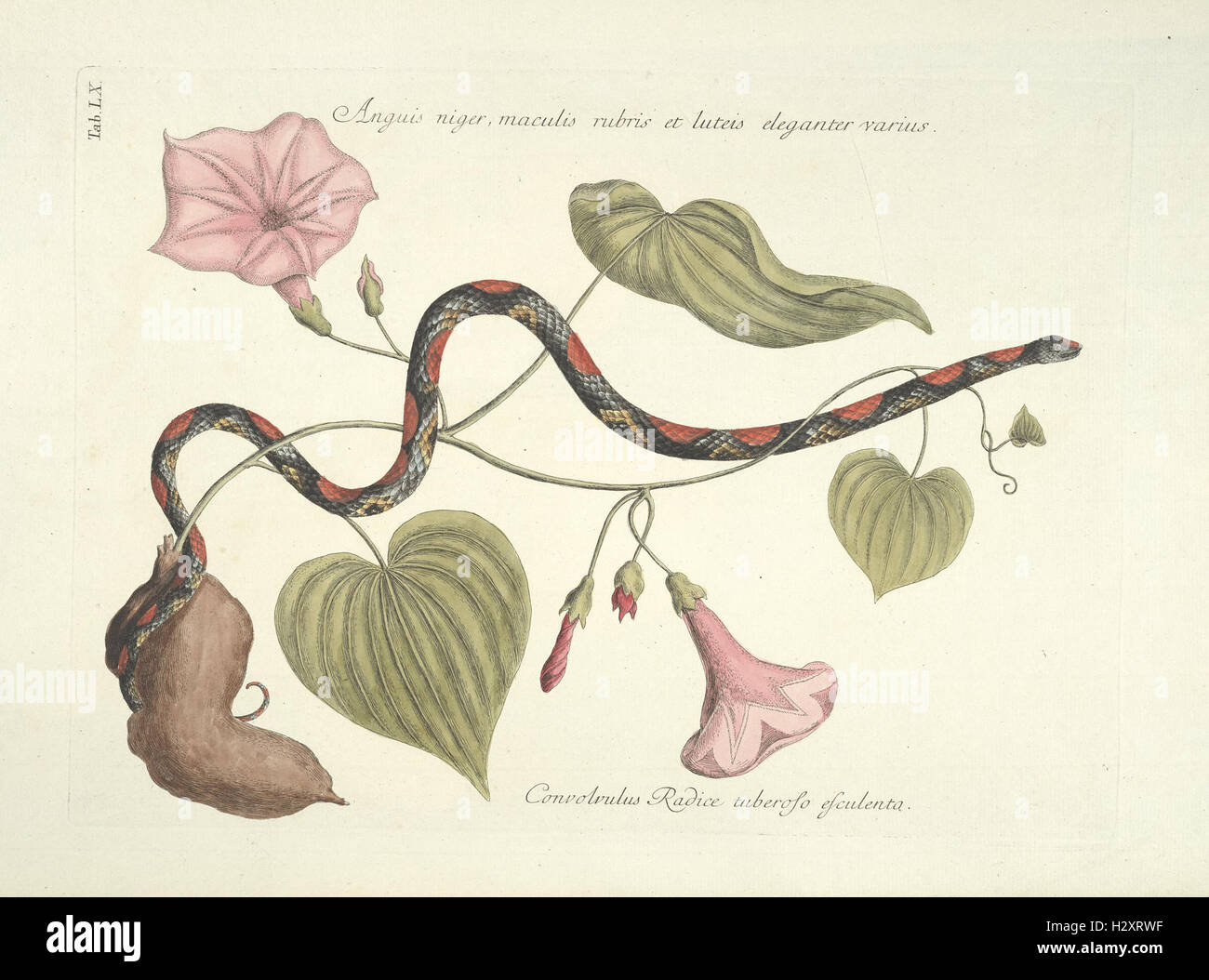 This work features illustrations of various animals such as fish ...