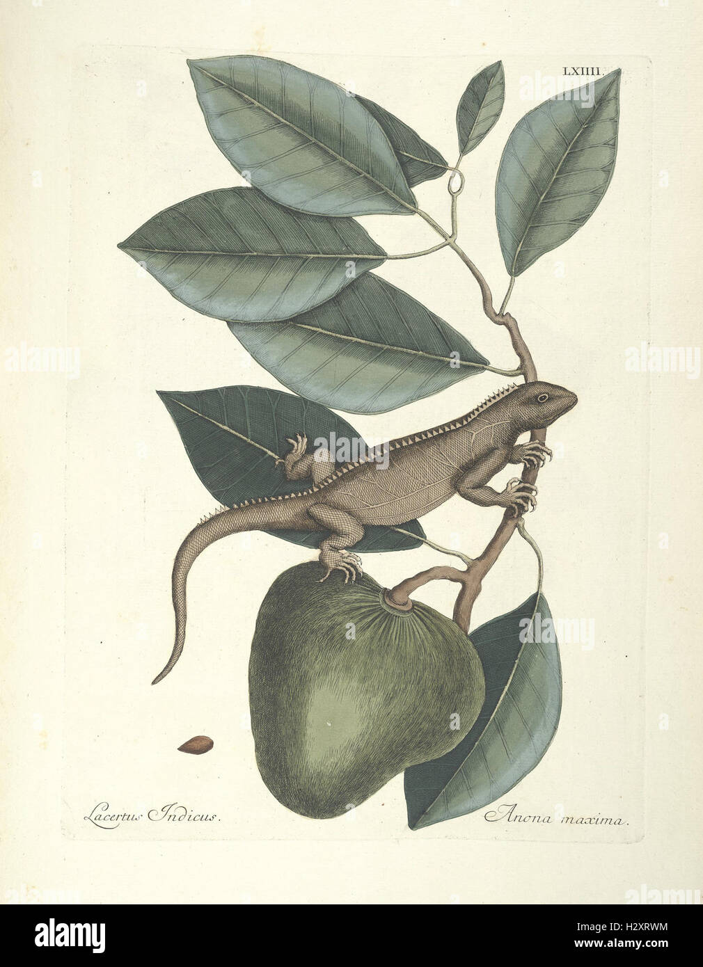 This illustrated work provides images and descriptions of fish, snakes ...