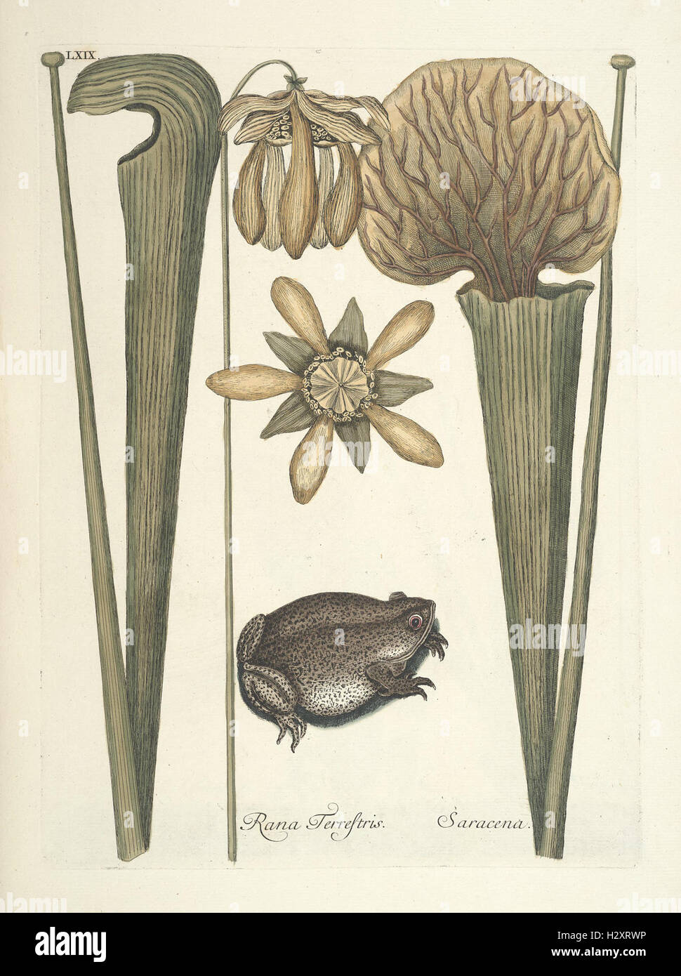 This collection of illustrations features images of fish, snakes ...