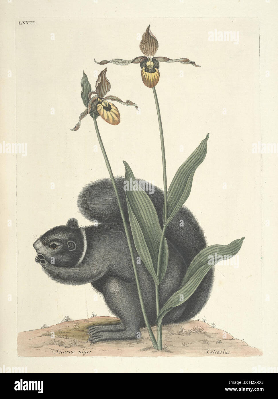 An illustrated collection of images depicting various species of fish ...
