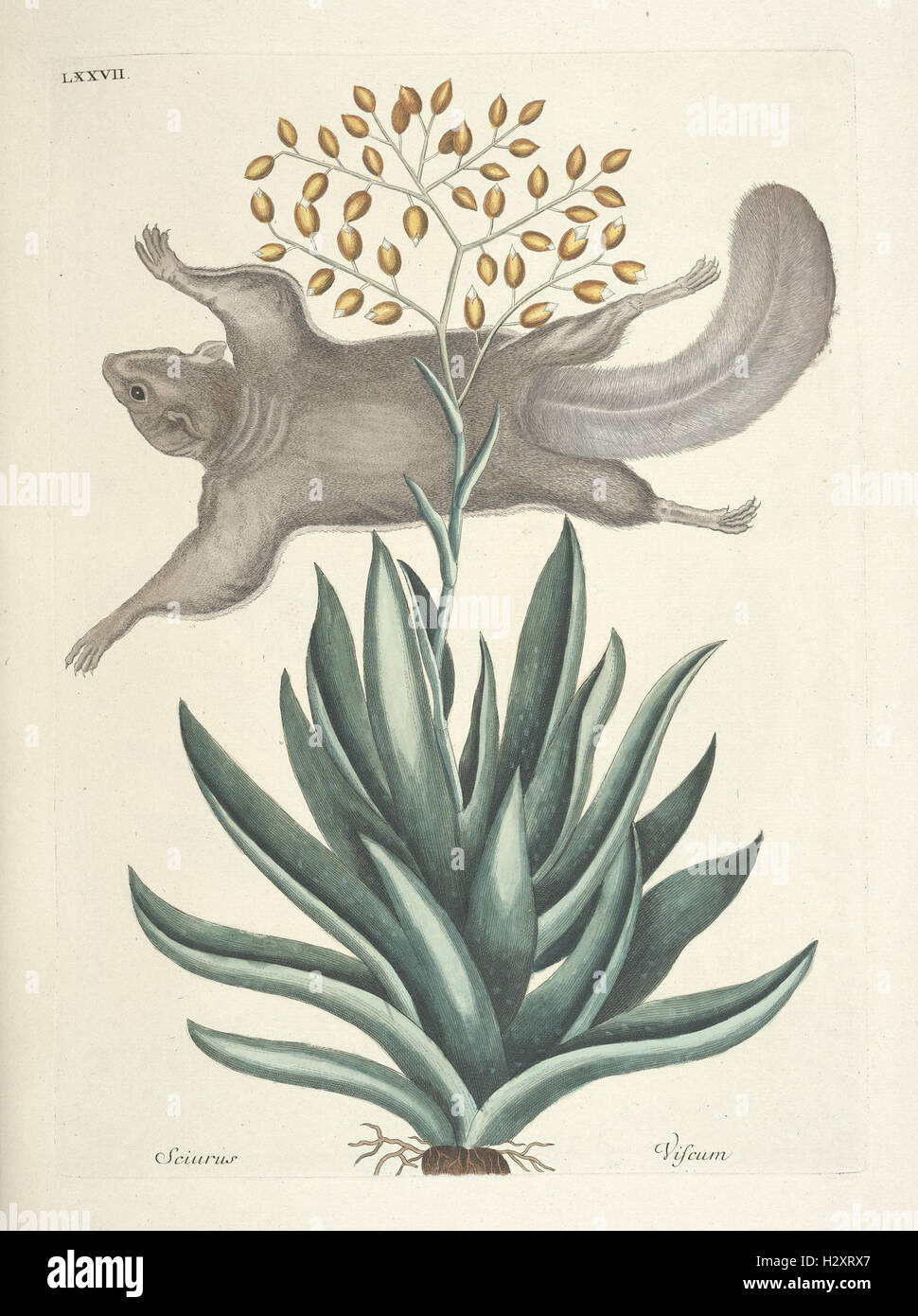 This historical work presents illustrations of various animals ...