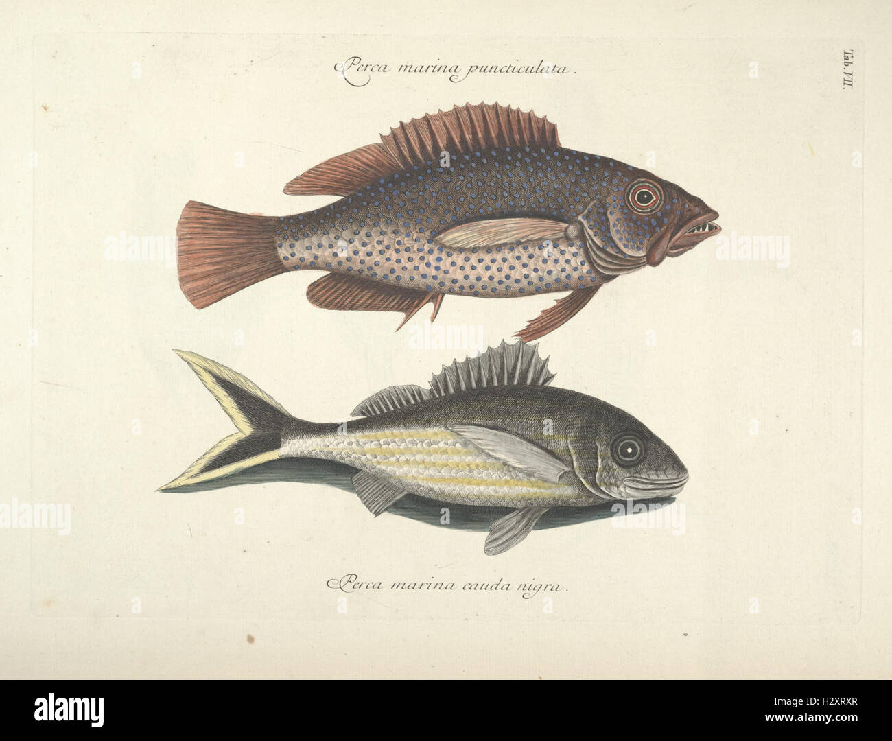 A collection of illustrations depicting various animals, including fish ...