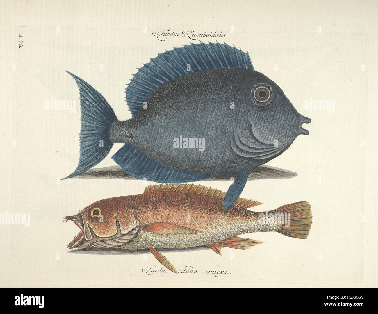 This plate features images of fish, serpents, insects, and some plants ...