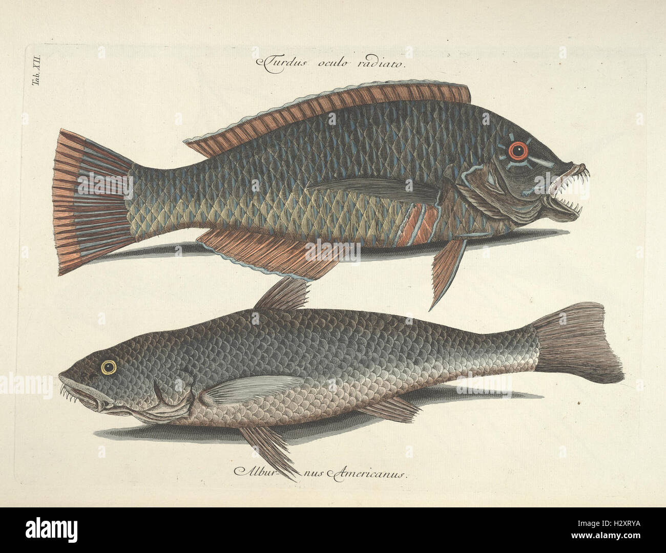 This work features images of various animals, including fish, serpents ...