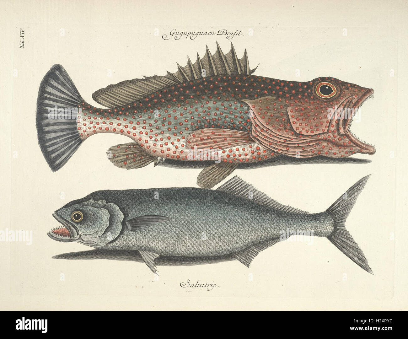 This work presents illustrations of fish, serpents, insects, and some ...