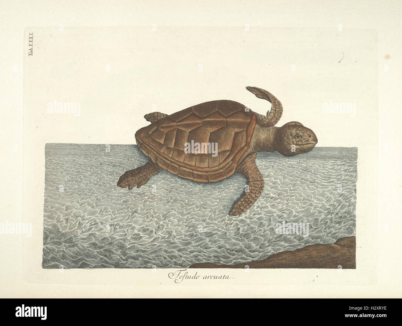 An illustrated work presenting images of various animals, including ...