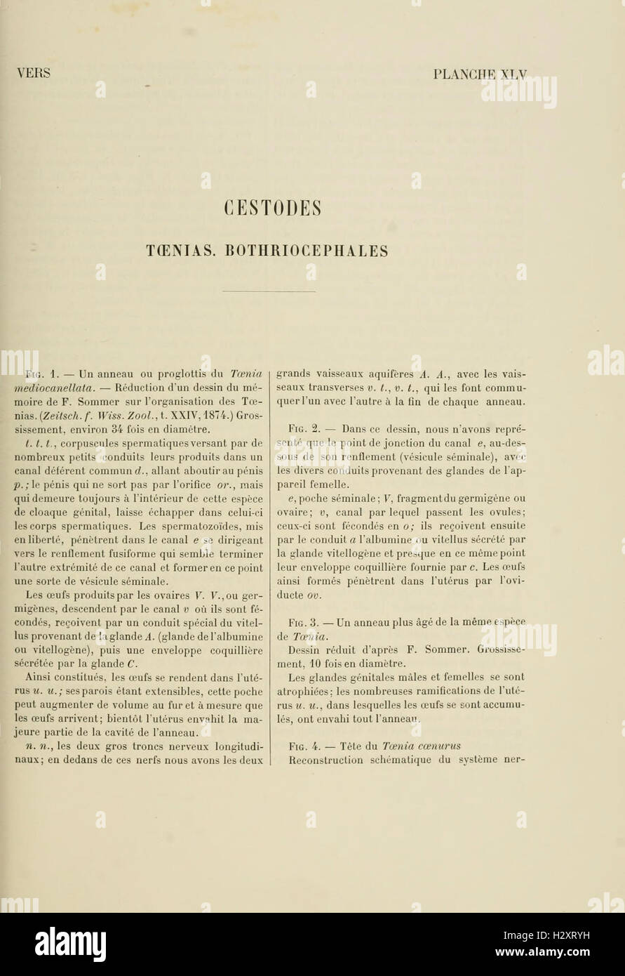 This anatomical atlas provides a detailed comparison of invertebrate ...