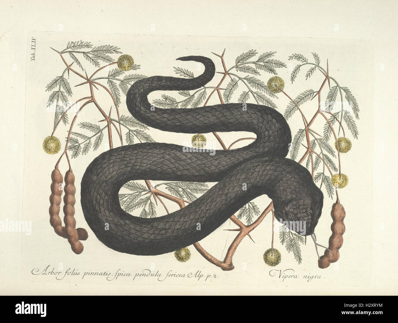 This work includes illustrations of various animals like fish, snakes ...