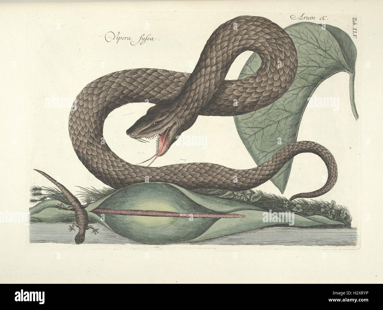 This plate illustrates various species of fish, snakes, insects, and ...