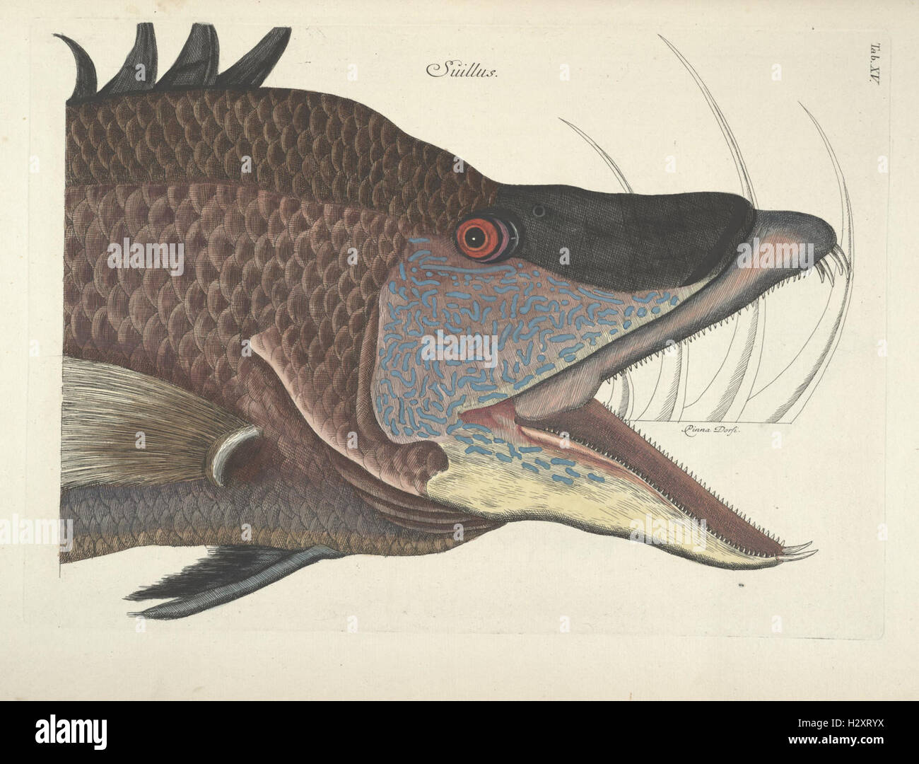 This work presents illustrations of fish, serpents, insects, and some ...