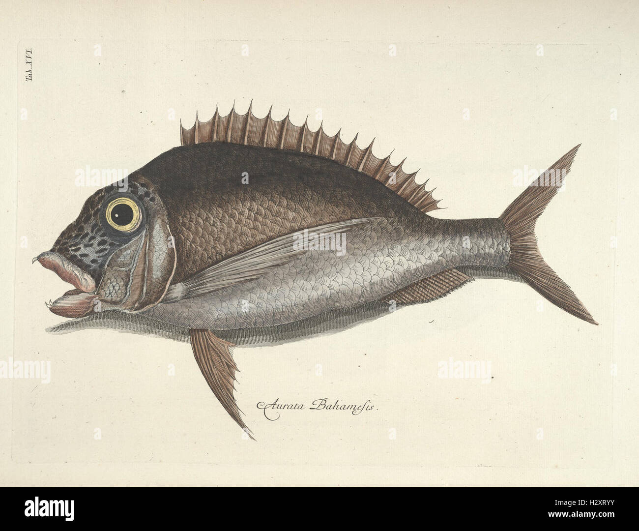 An illustration-based work depicting various animals, including fish ...