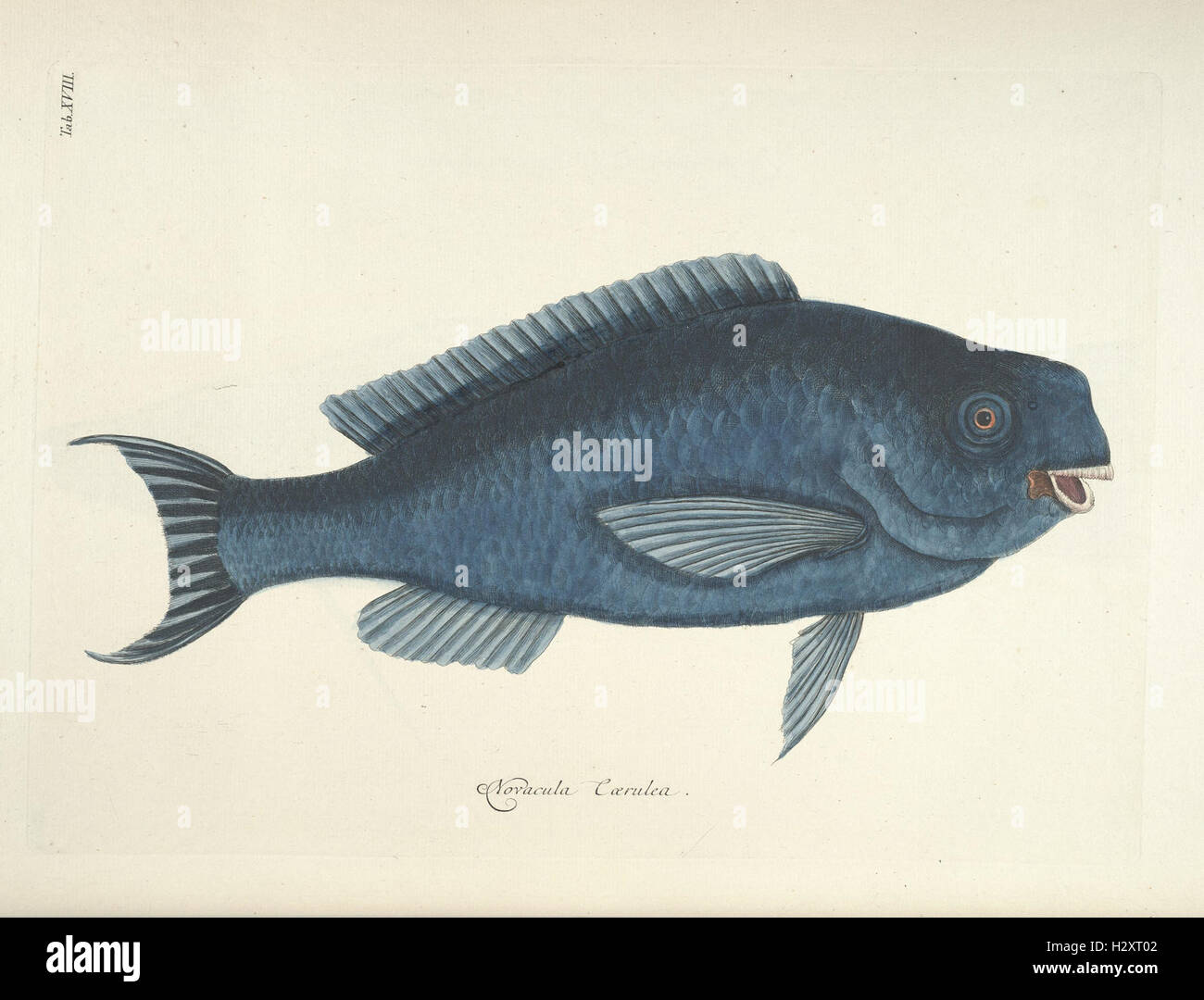 This work provides detailed illustrations of various animals and plants ...