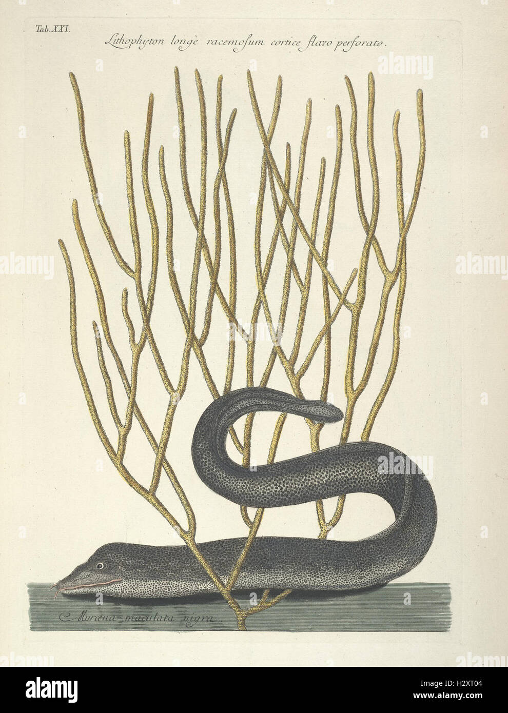 An illustrated work depicting various animals including fish, snakes ...