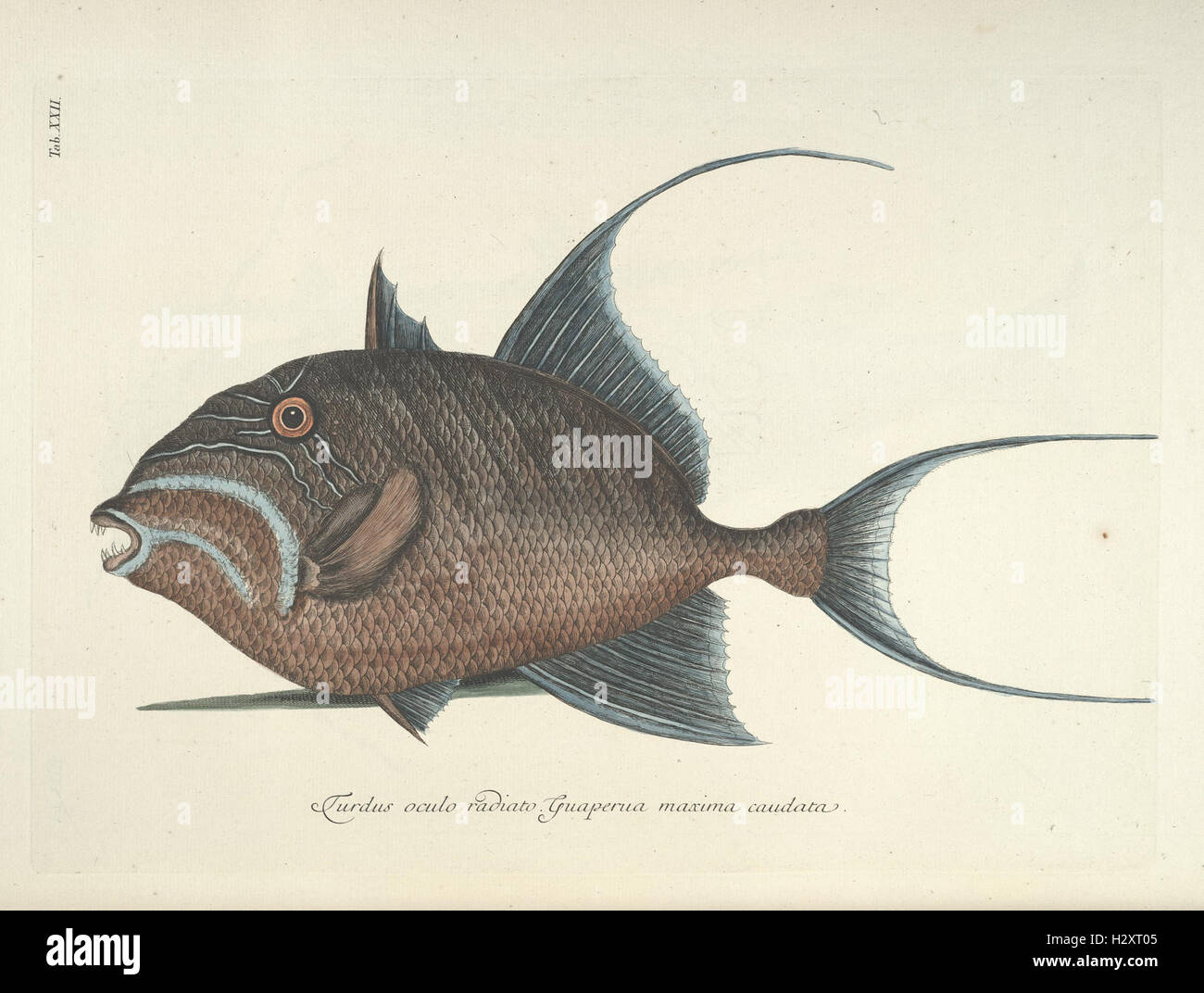 This work contains detailed illustrations of various animals, including ...