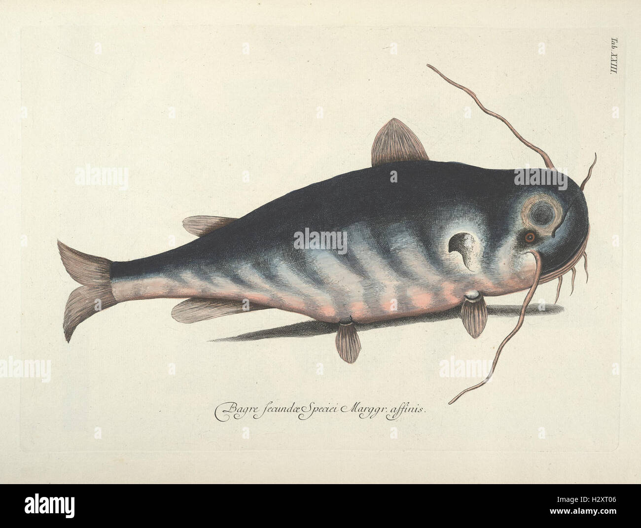 This work presents illustrations of various animals, including fish ...