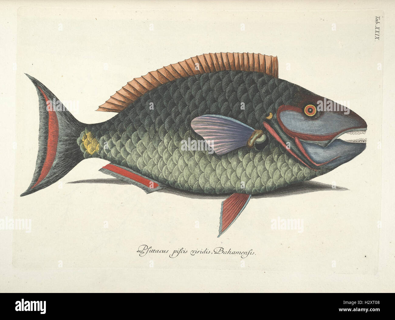 Piscium, serpentum, insectorum, aliorumque nonnullorum animalum nec non ...