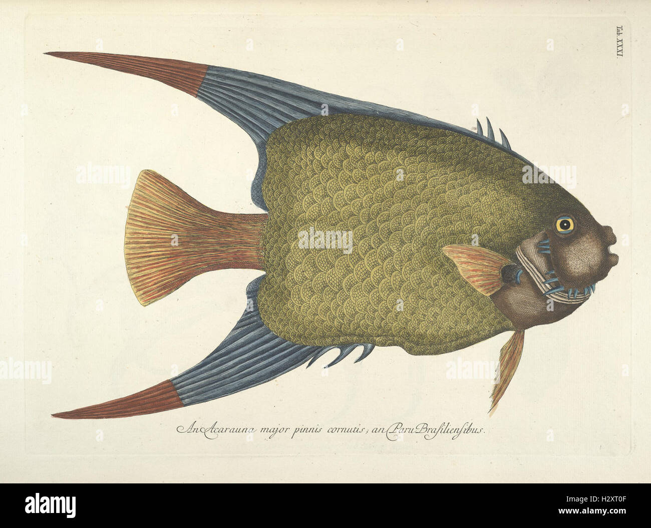Illustrations of various animals and plants, including fish, serpents ...